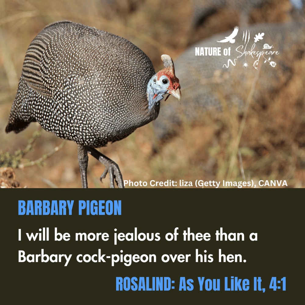 BARBARY PIGEON — The Nature of Shakespeare