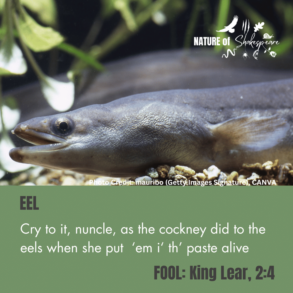 EEL — The Nature of Shakespeare