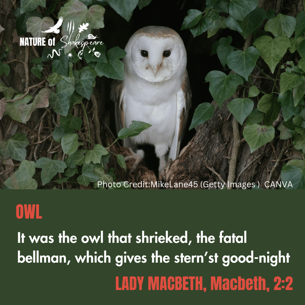 OWL — The Nature of Shakespeare