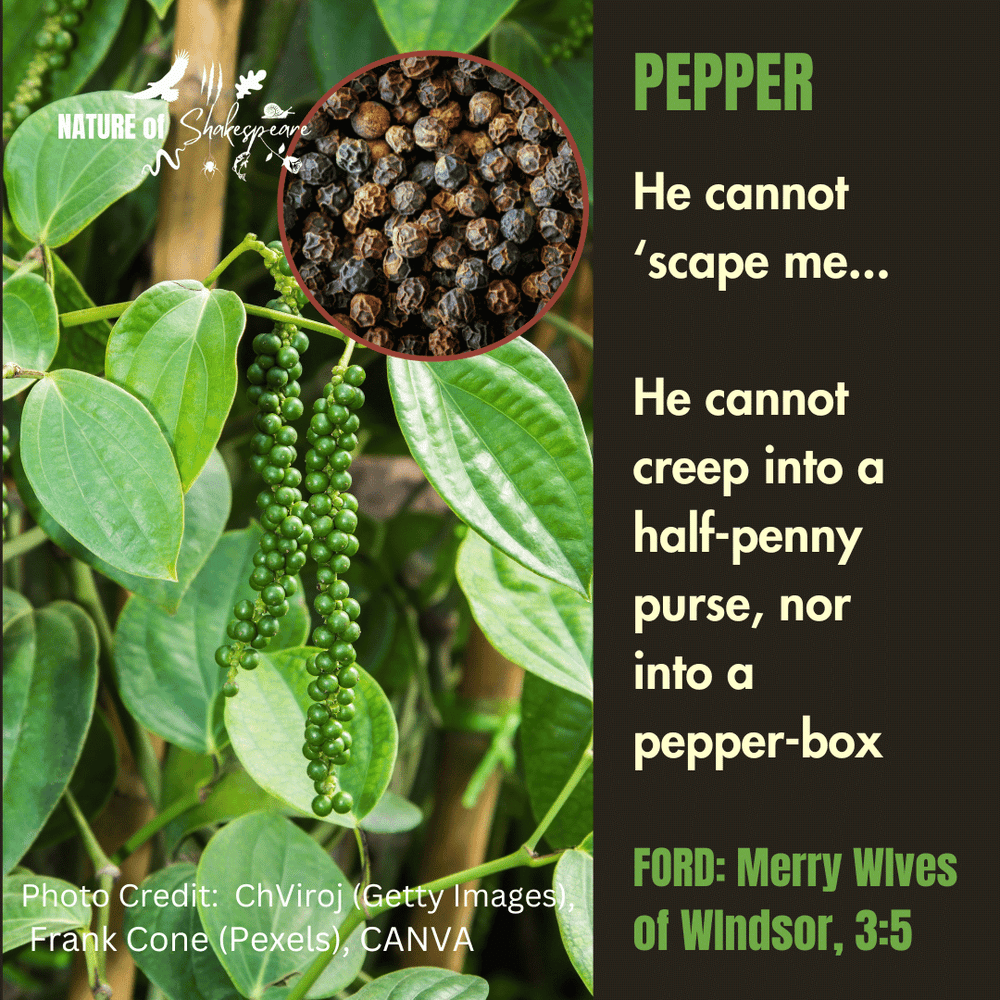 PEPPER — The Nature of Shakespeare