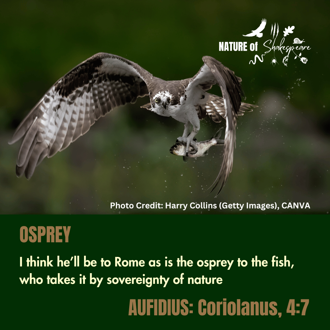 OSPREY — The Nature of Shakespeare