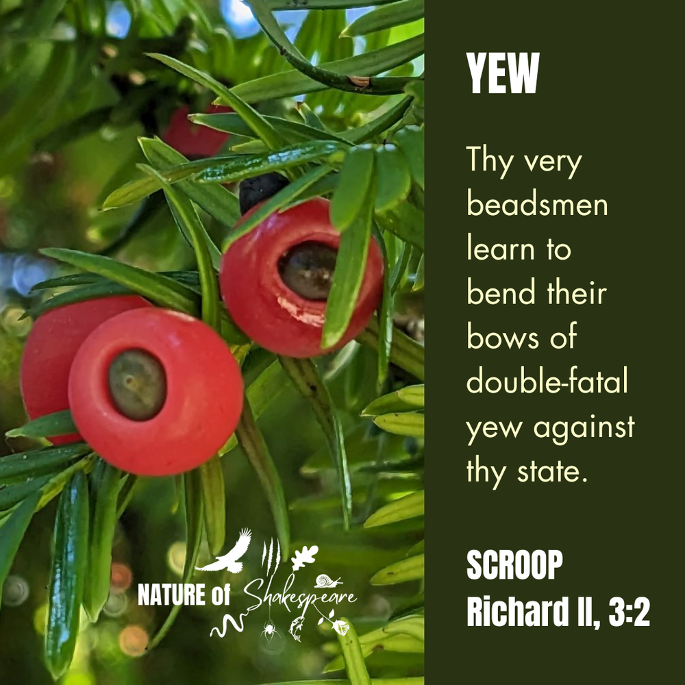 YEW — The Nature of Shakespeare