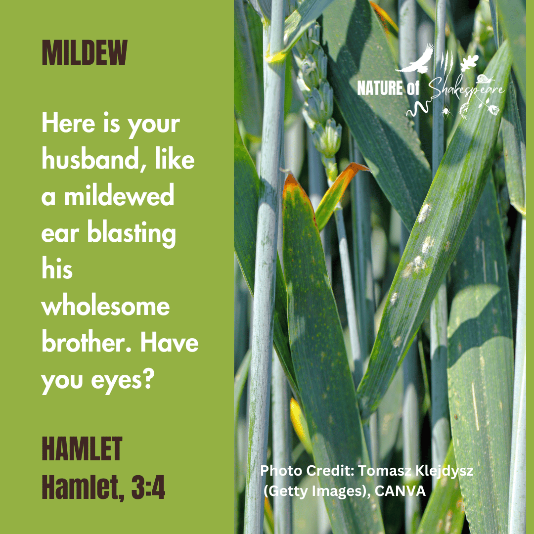 MILDEW — The Nature of Shakespeare