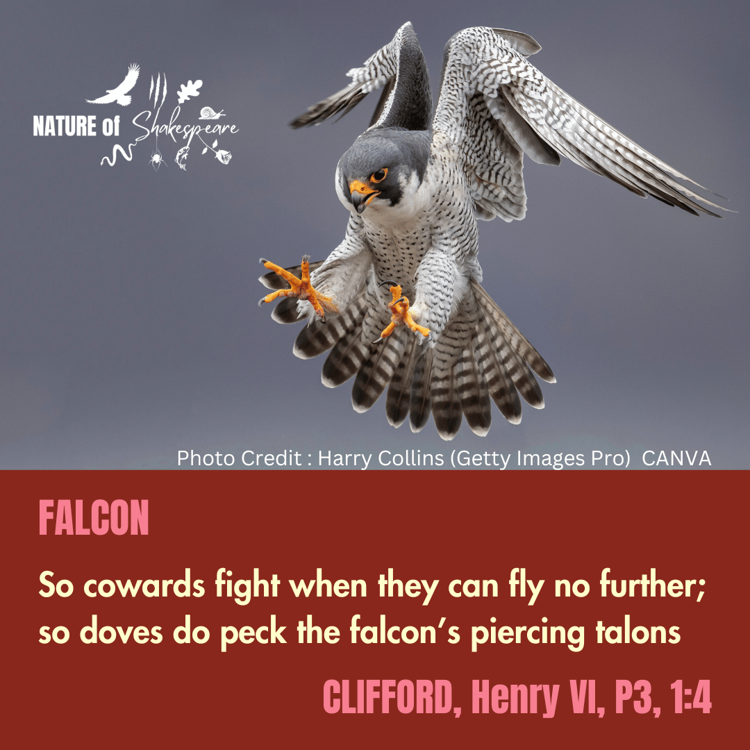 FALCON — The Nature of Shakespeare
