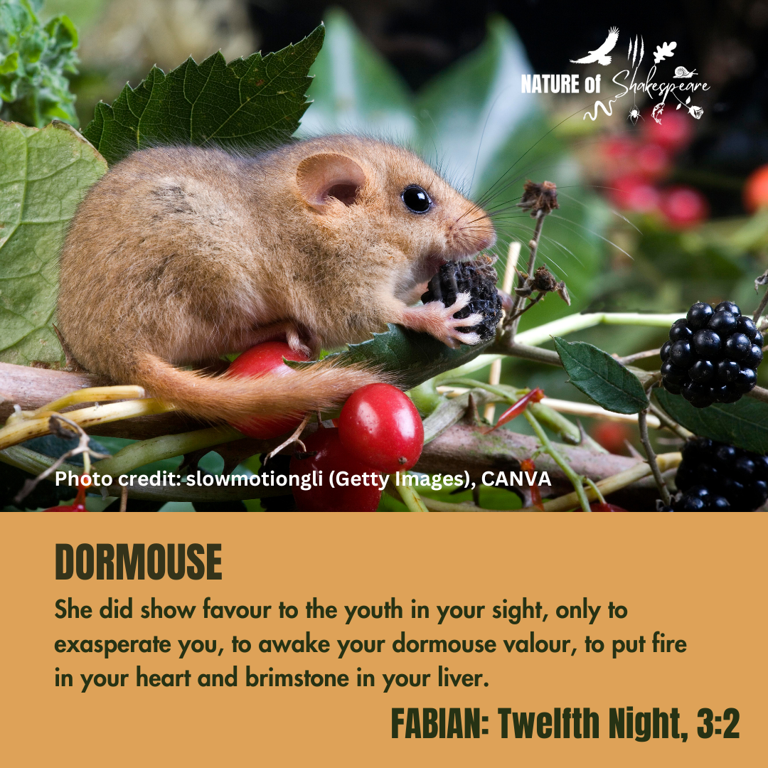 DORMOUSE — The Nature of Shakespeare