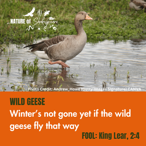 Wild GEESE — The Nature of Shakespeare