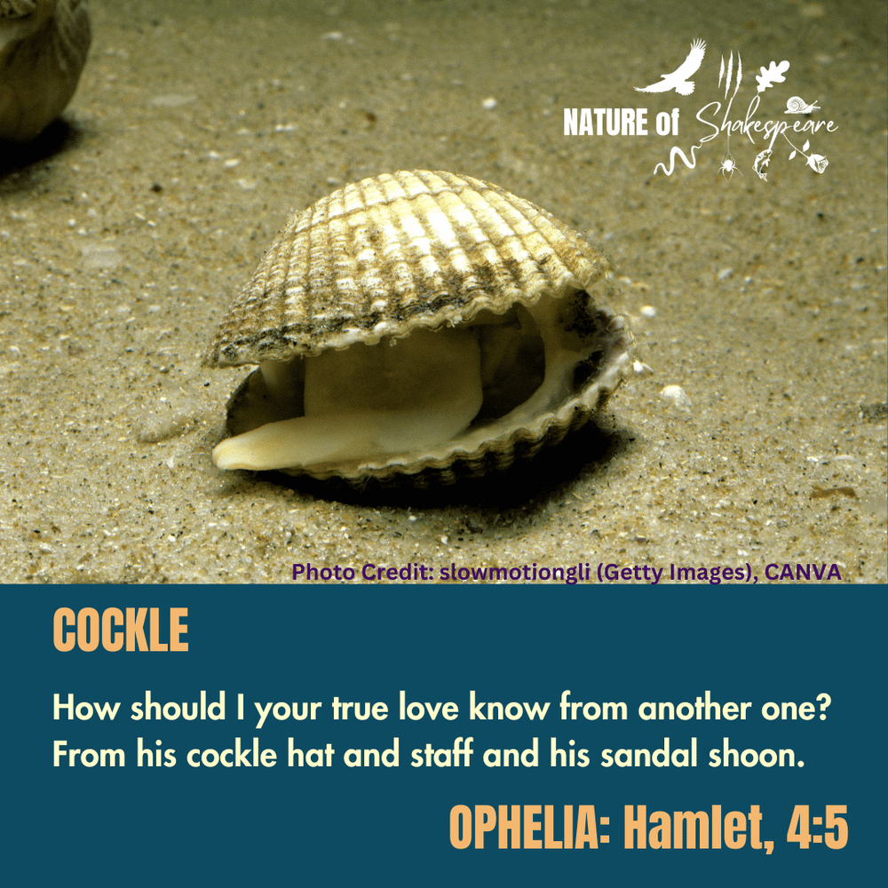 COCKLE — The Nature of Shakespeare