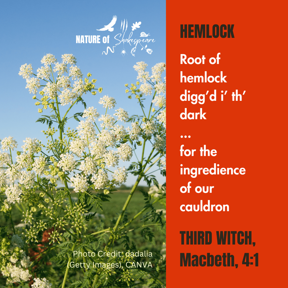 HEMLOCK — The Nature of Shakespeare