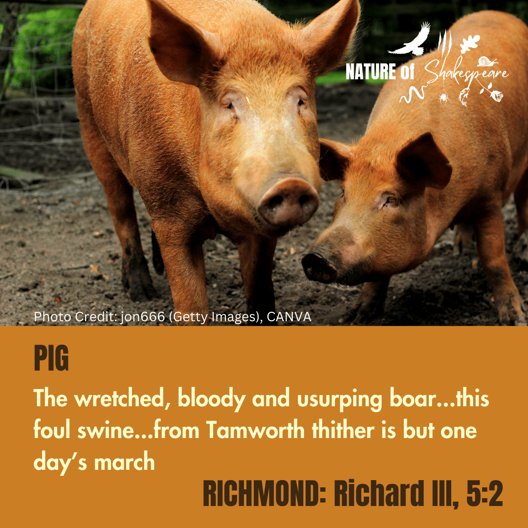 PIG — The Nature of Shakespeare