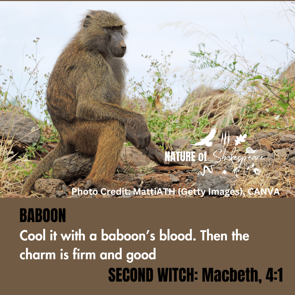 BABOON — The Nature of Shakespeare