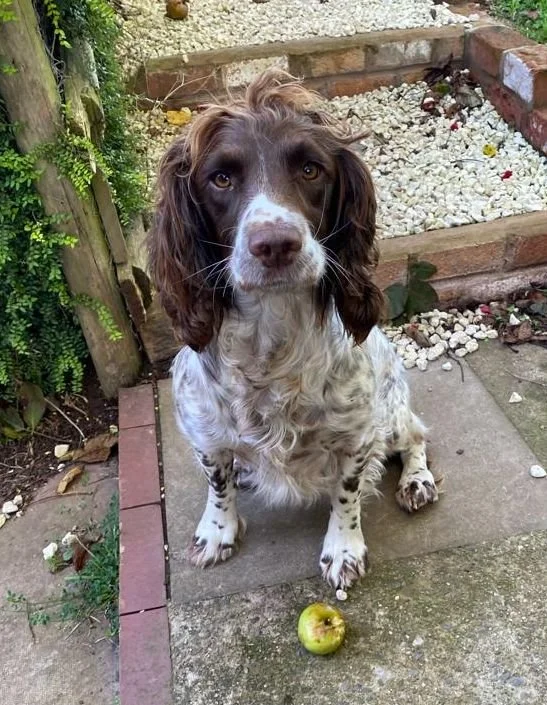 SPANIEL — The Nature of Shakespeare
