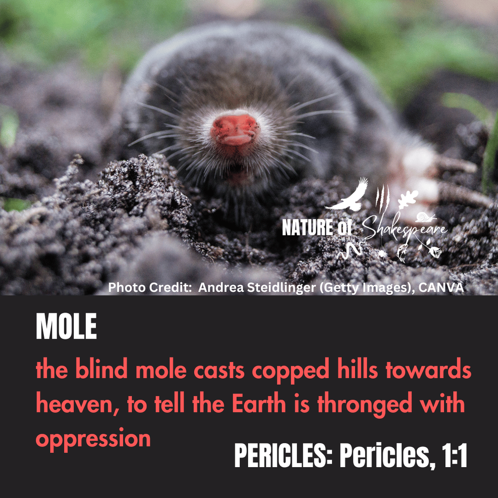 MOLE — The Nature of Shakespeare