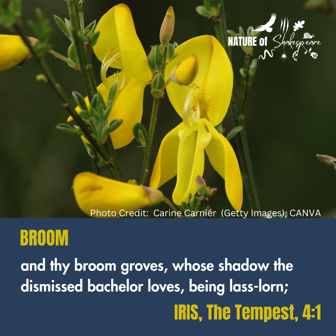 BROOM — The Nature of Shakespeare