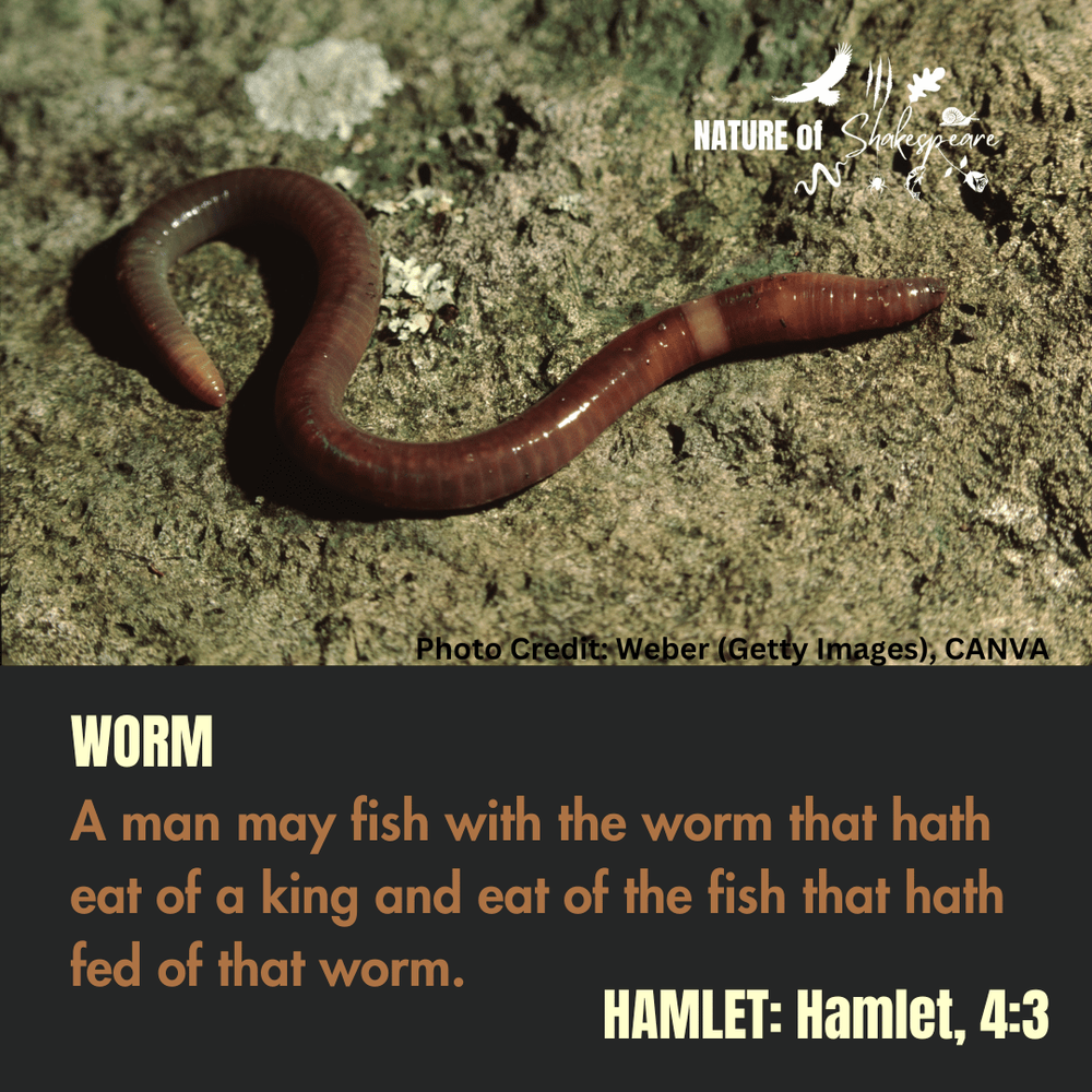 WORM — The Nature of Shakespeare