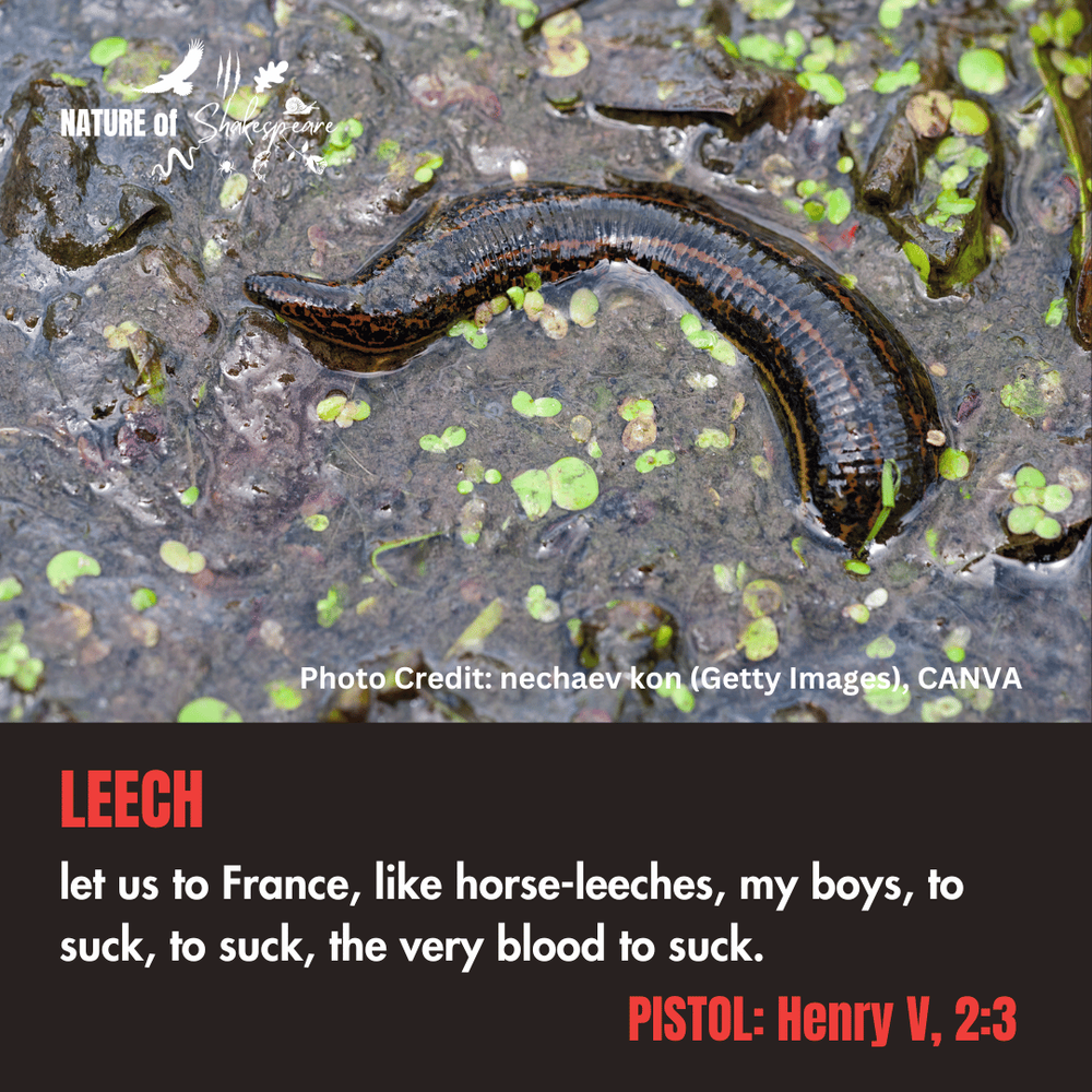 LEECH — The Nature of Shakespeare