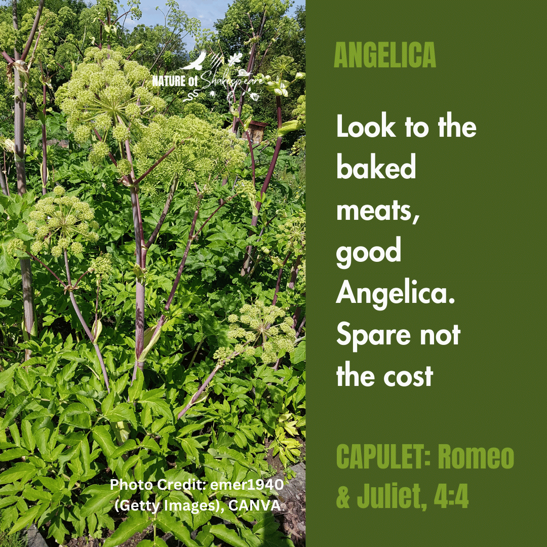 ANGELICA — The Nature of Shakespeare