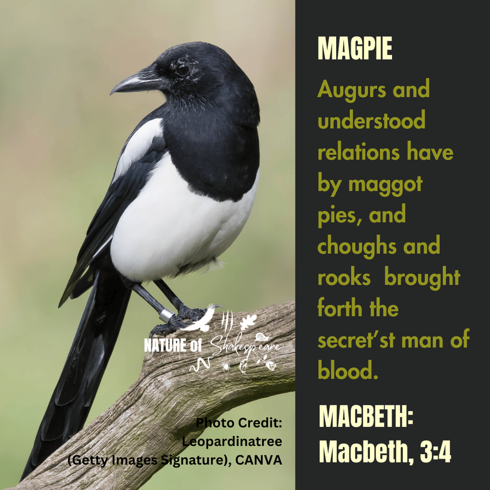MAGPIE — The Nature of Shakespeare