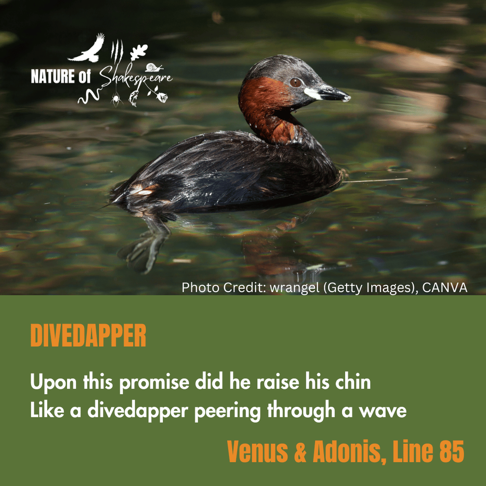 DIVEDAPPER — The Nature of Shakespeare