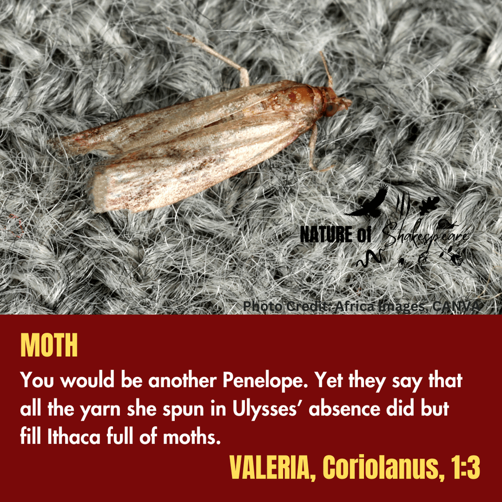 MOTH — The Nature of Shakespeare