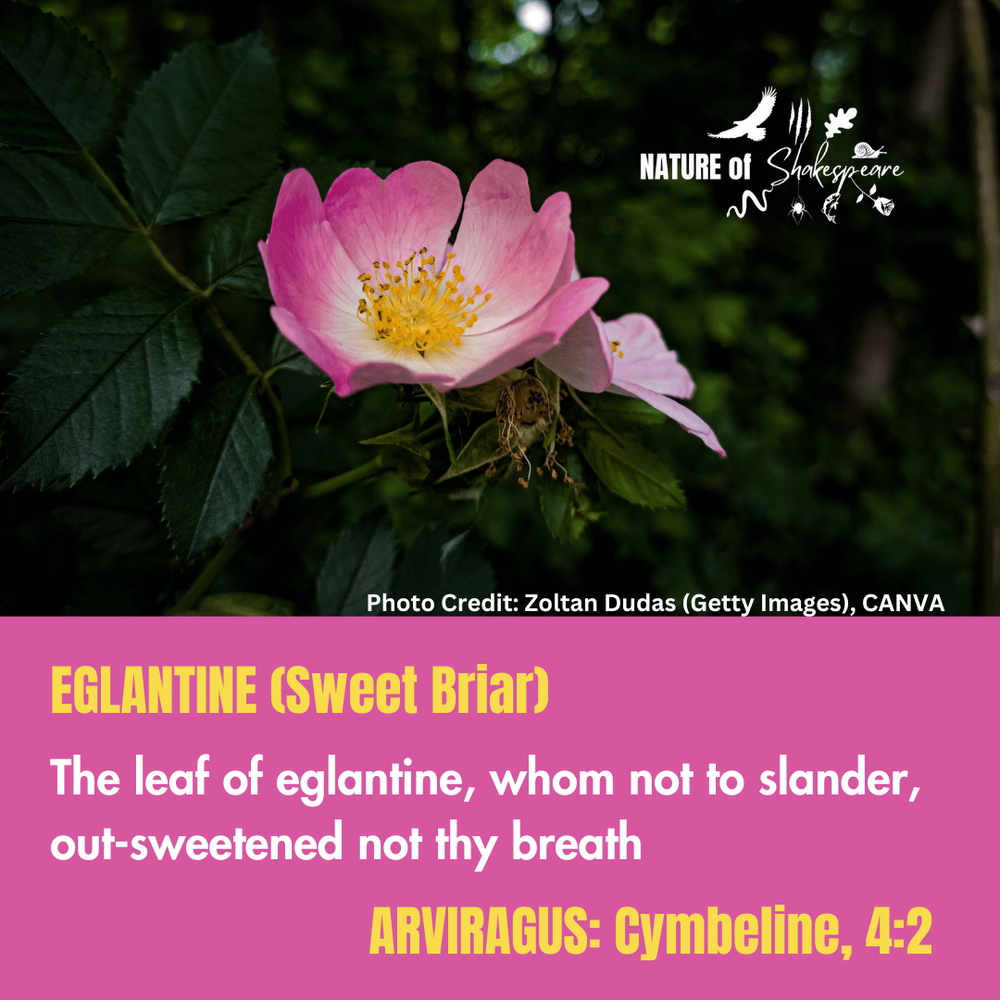EGLANTINE — The Nature of Shakespeare