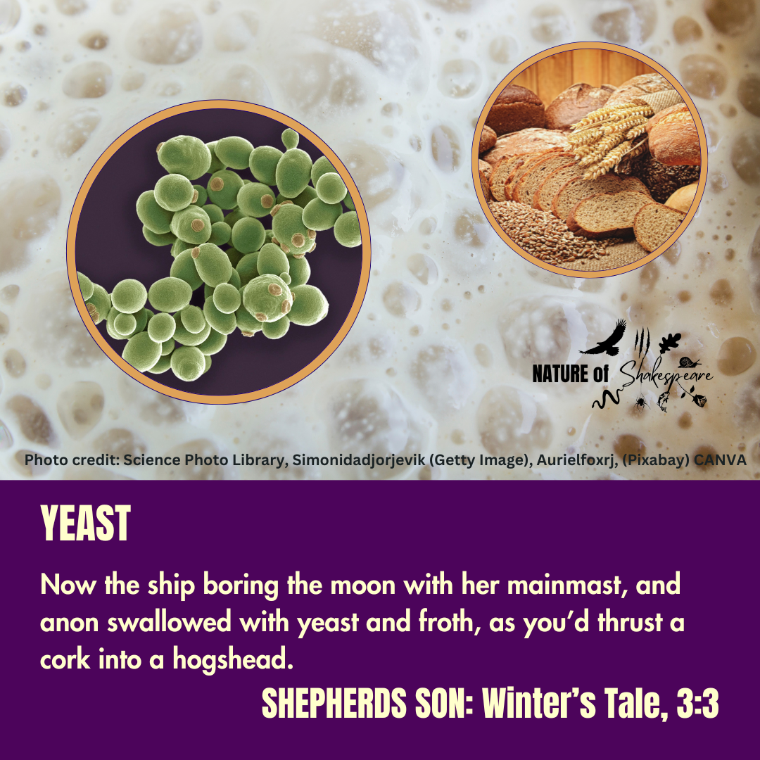 YEAST — The Nature of Shakespeare