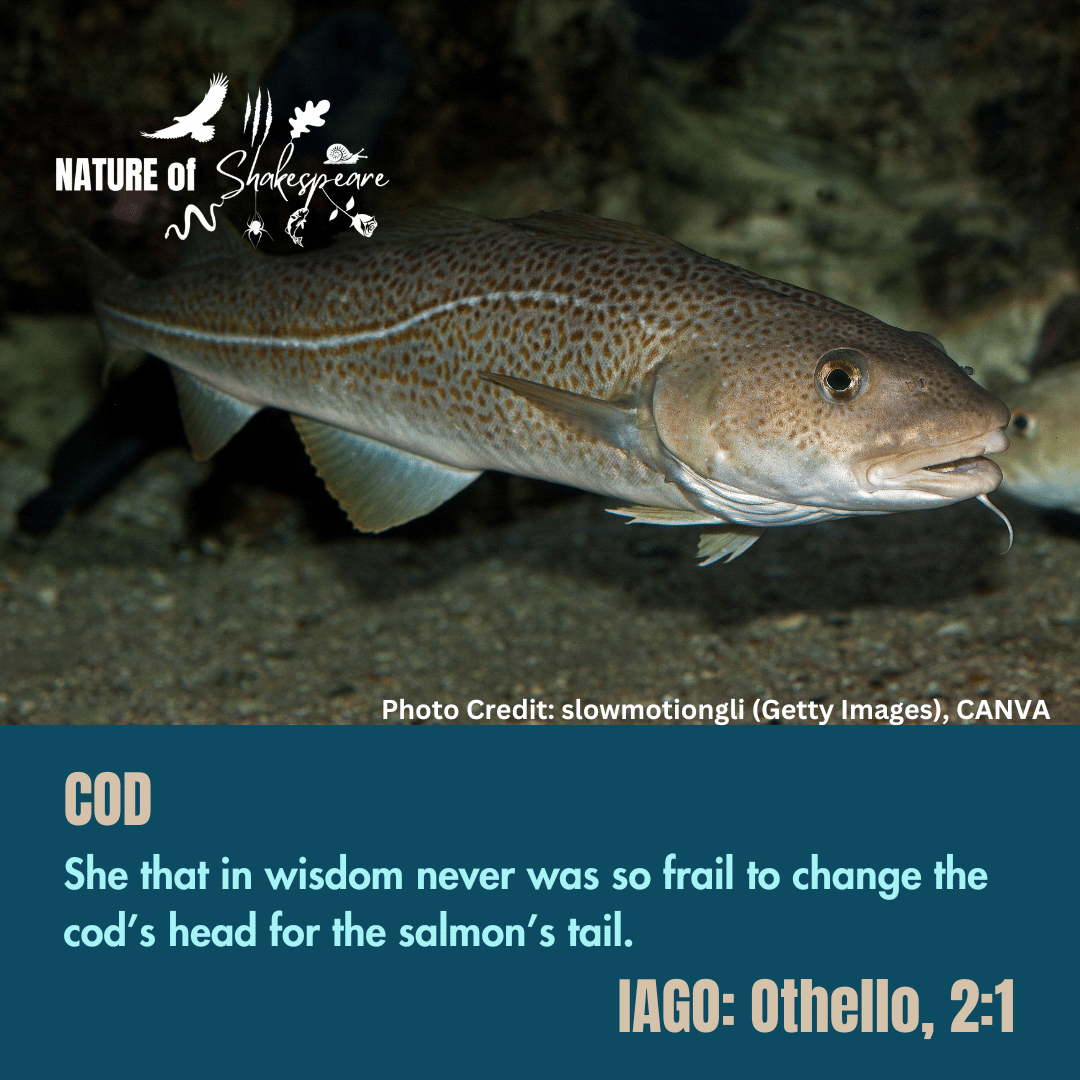 COD — The Nature of Shakespeare