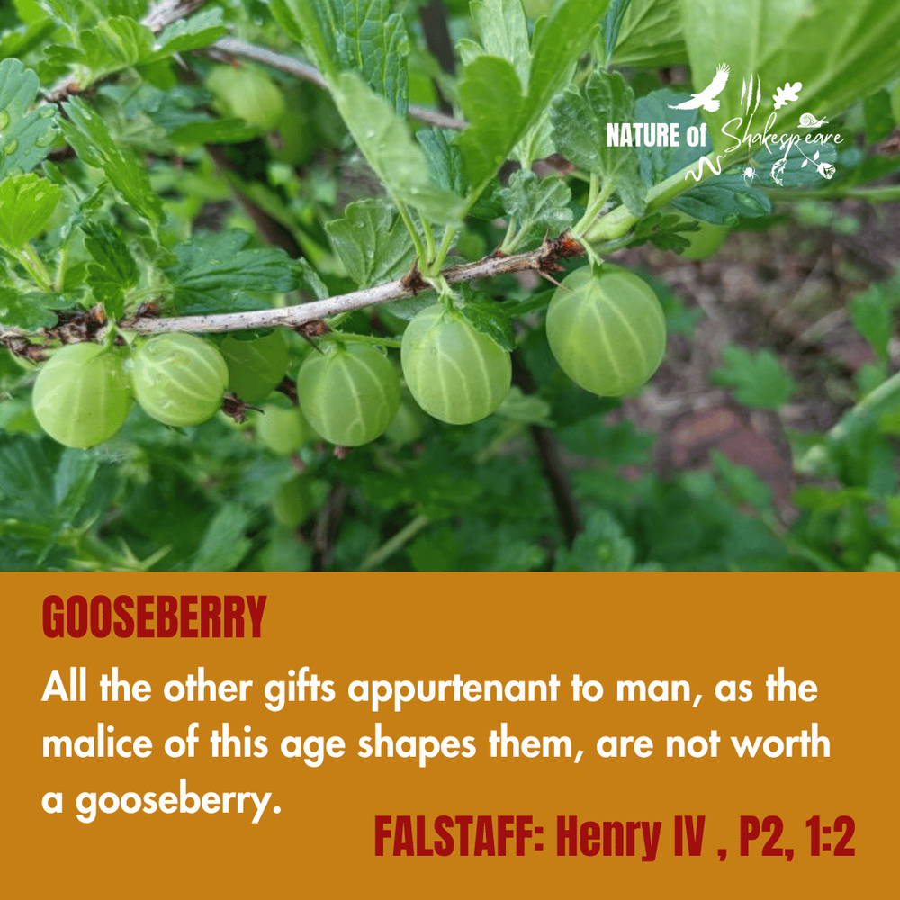GOOSEBERRY — The Nature of Shakespeare