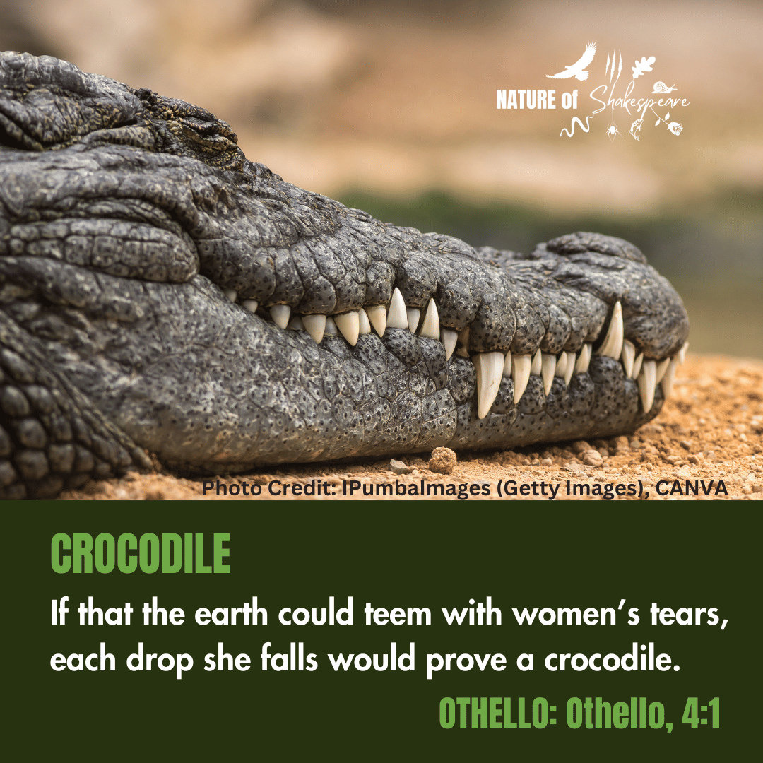 Crocodile — The Nature of Shakespeare