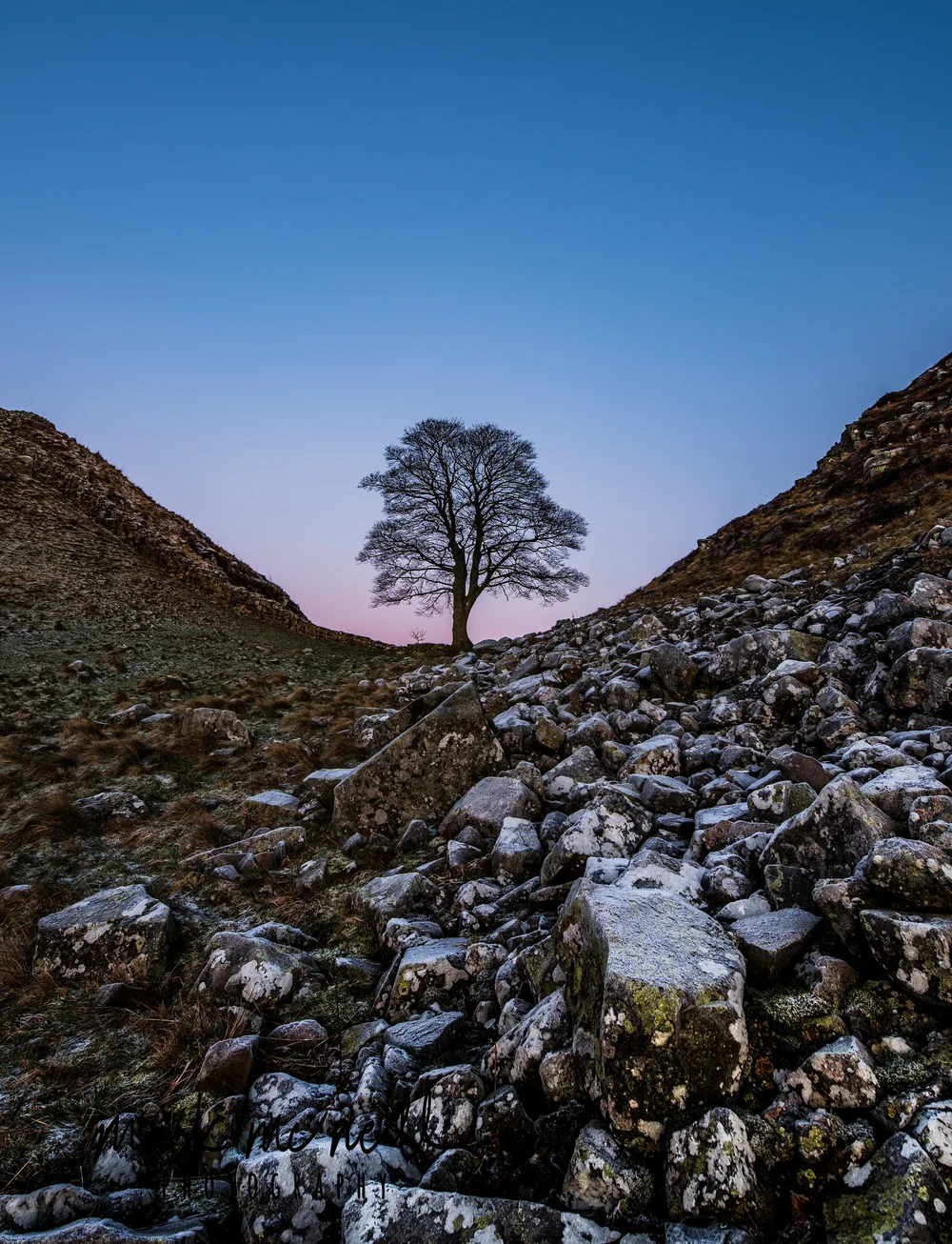 Trees: the living link of history — The Nature of Shakespeare