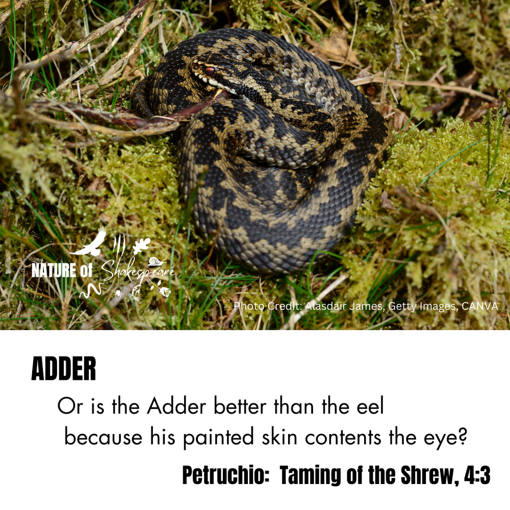 ADDER — The Nature of Shakespeare