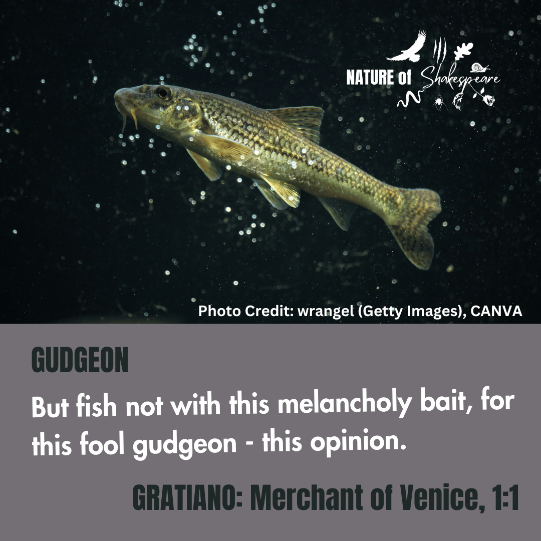 GUDGEON — The Nature of Shakespeare