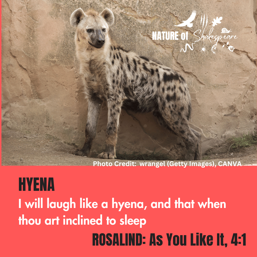 HYENA — The Nature of Shakespeare