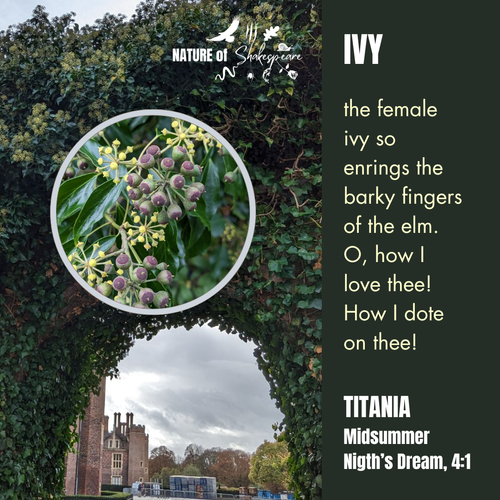 IVY — The Nature of Shakespeare