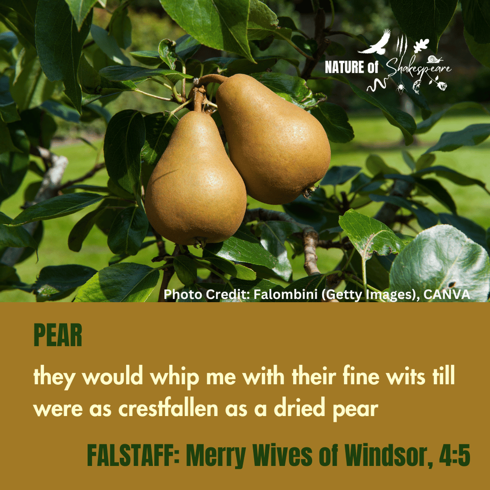 PEAR — The Nature of Shakespeare
