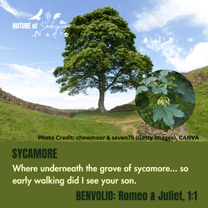 SYCAMORE — The Nature of Shakespeare