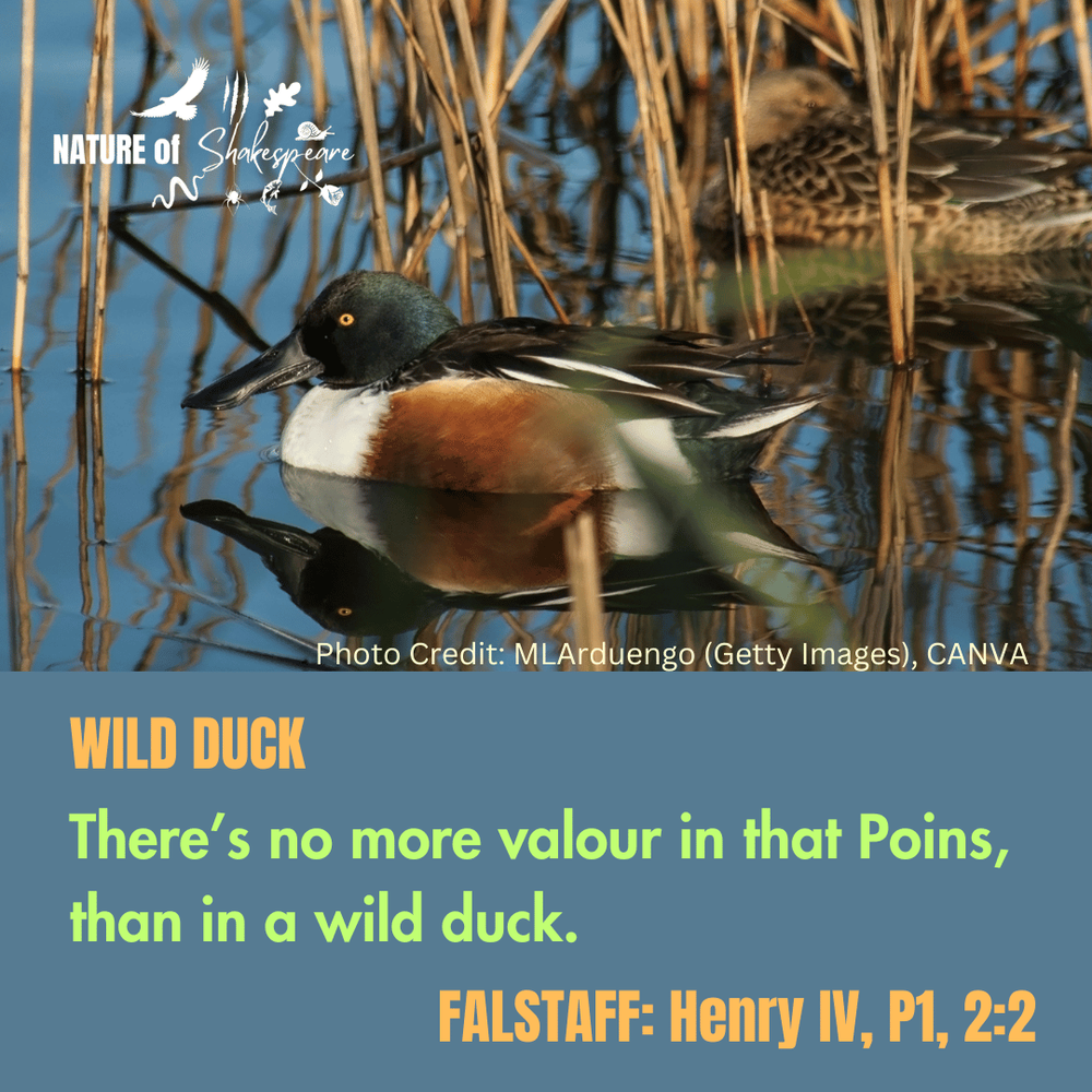 WILD DUCK — The Nature of Shakespeare