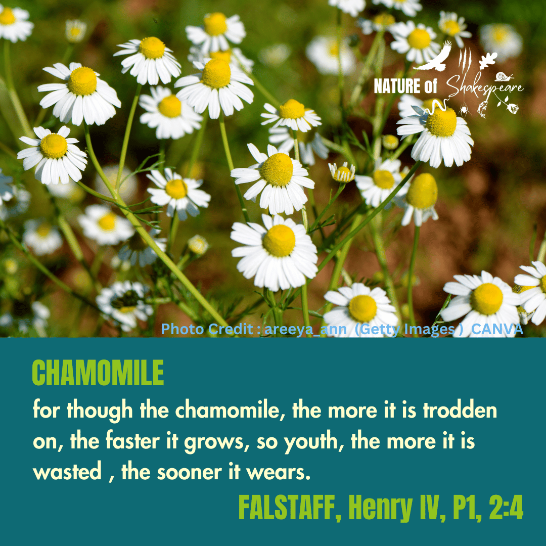 CHAMOMILE — The Nature of Shakespeare