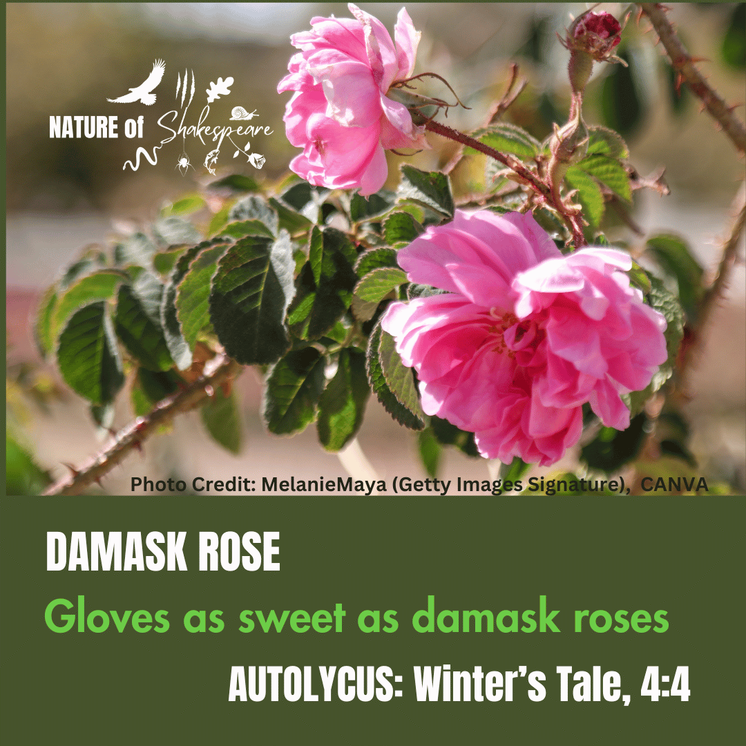 DAMASK ROSE — The Nature of Shakespeare