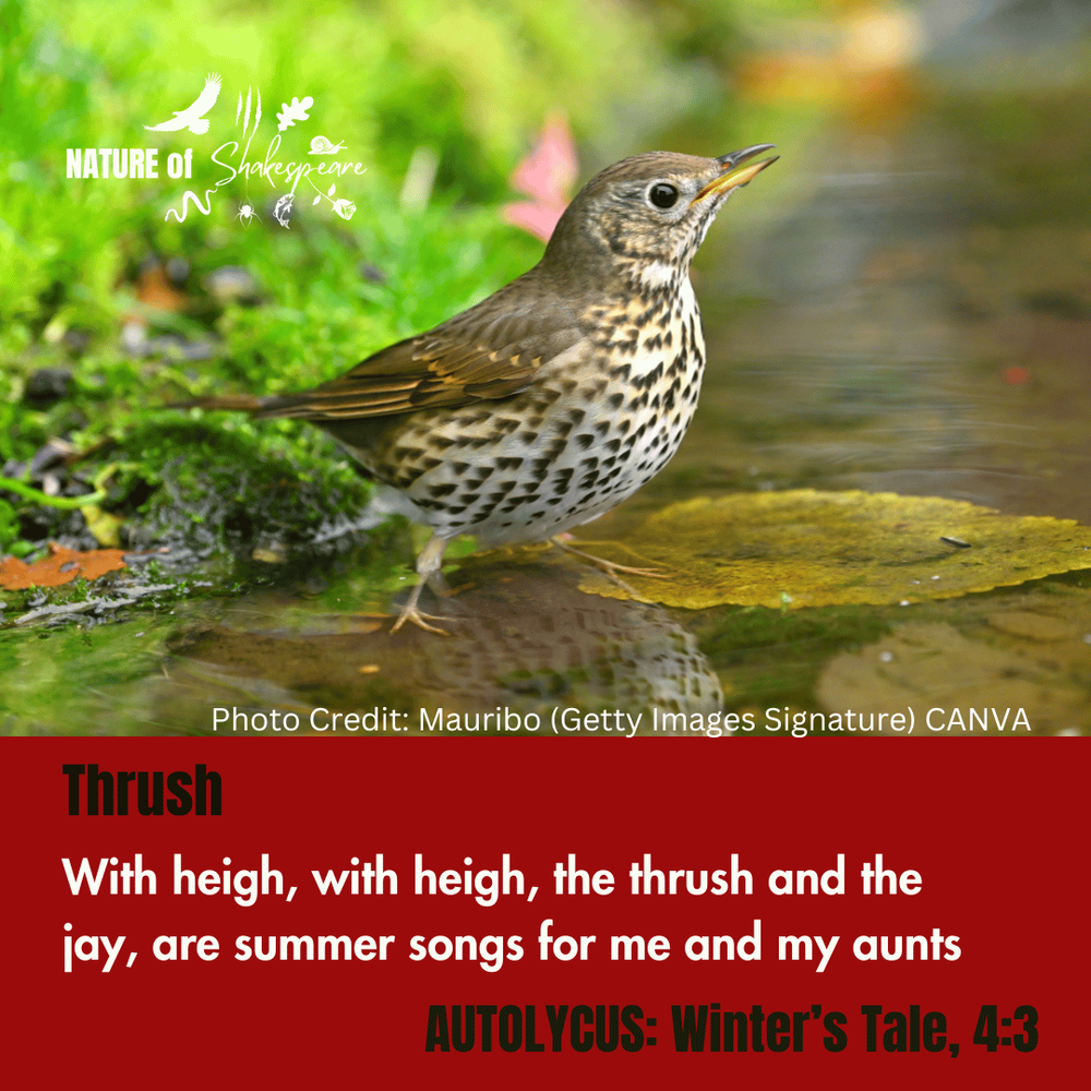 THRUSH — The Nature of Shakespeare