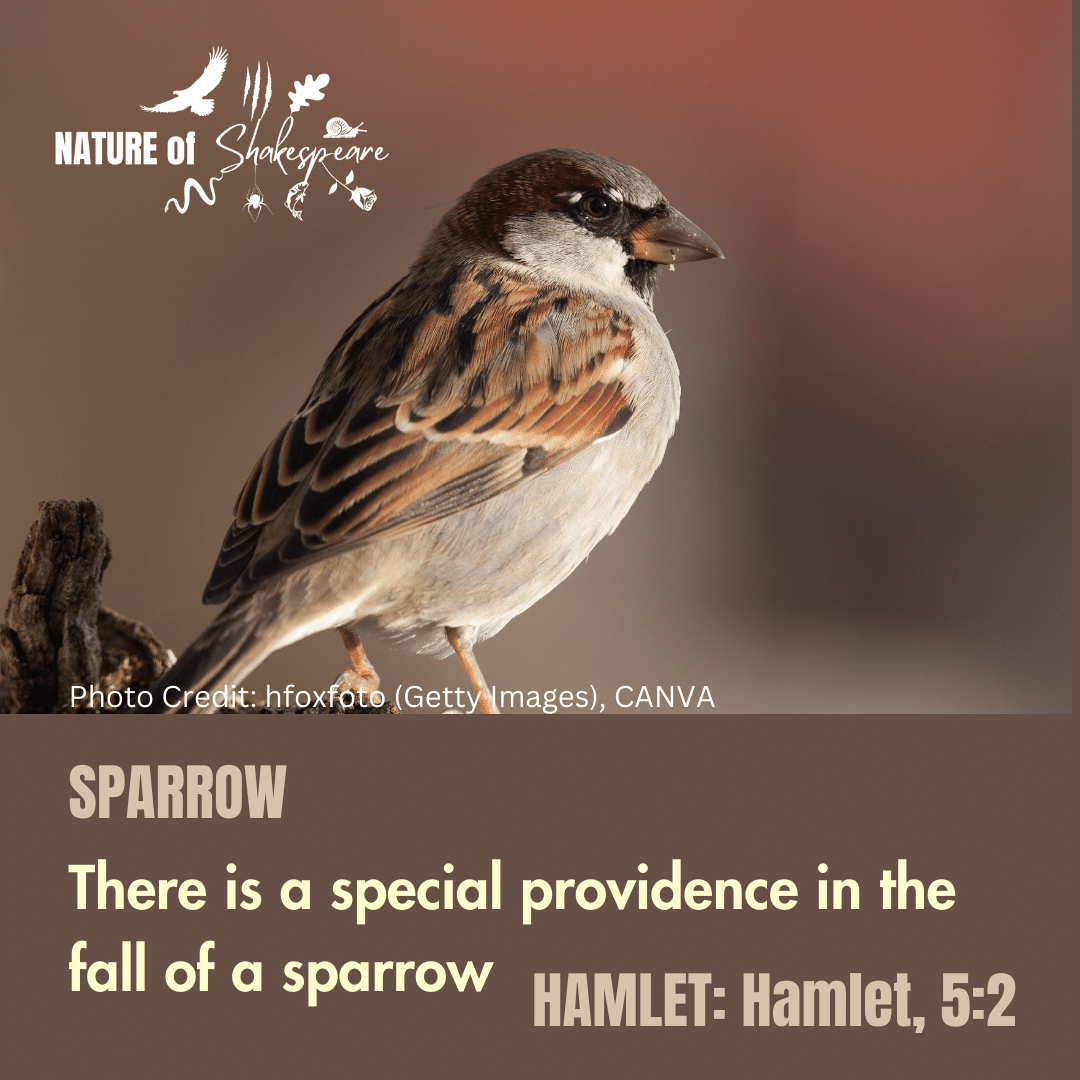 SPARROW — The Nature of Shakespeare