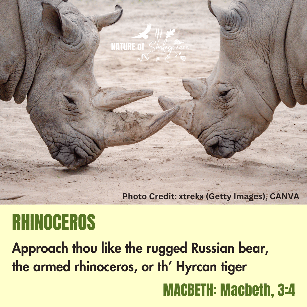 RHINOCEROS — The Nature of Shakespeare