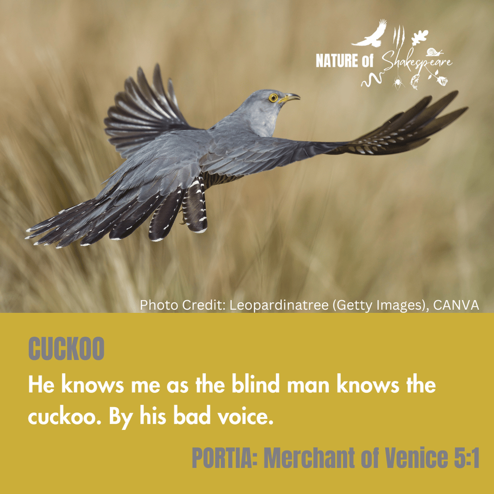 CUCKOO — The Nature of Shakespeare