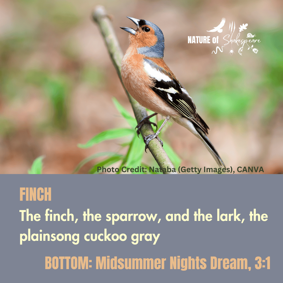 FINCH — The Nature of Shakespeare