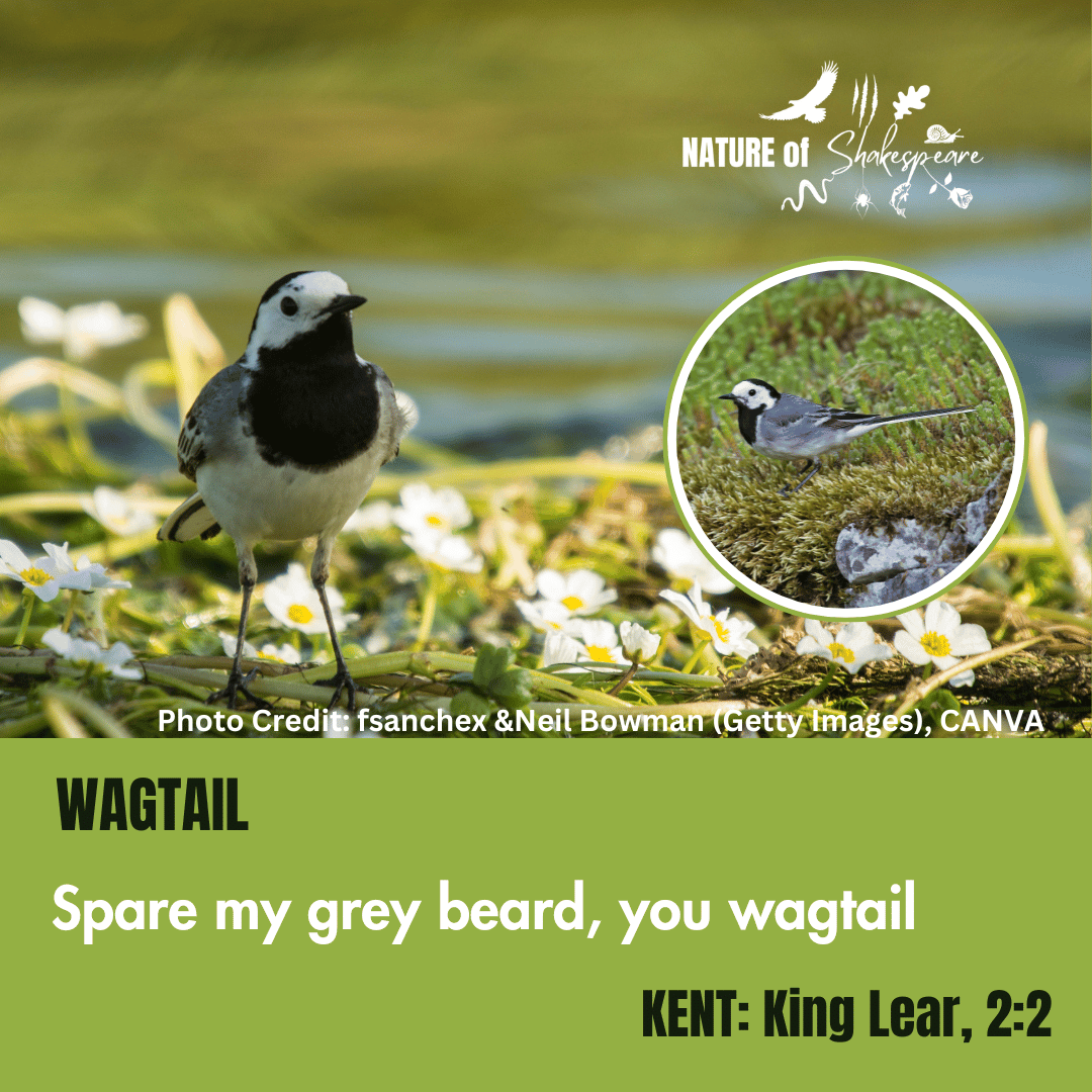 WAGTAIL — The Nature of Shakespeare