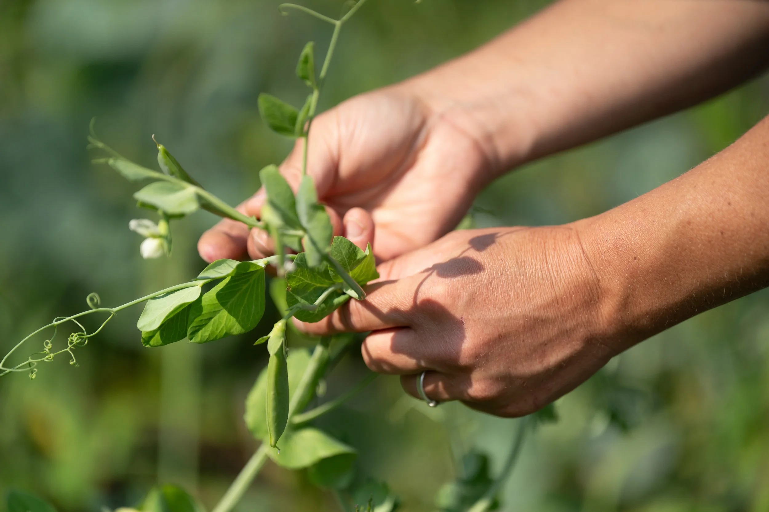 Approach and Offerings — Jillian Abraham