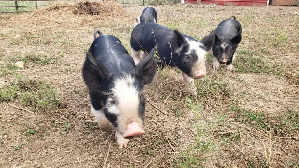 Double-D Farm | Berkshire Pork | Grassfed Lamb & Beef | Pastured ...