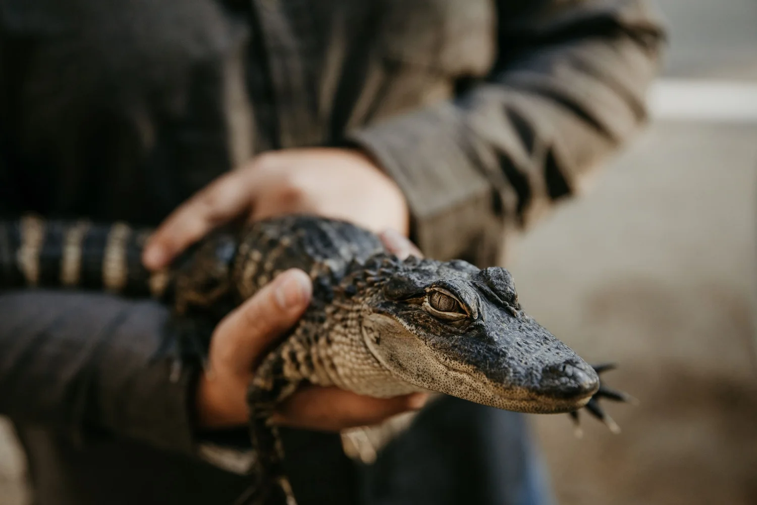 Pacific Animal Productions