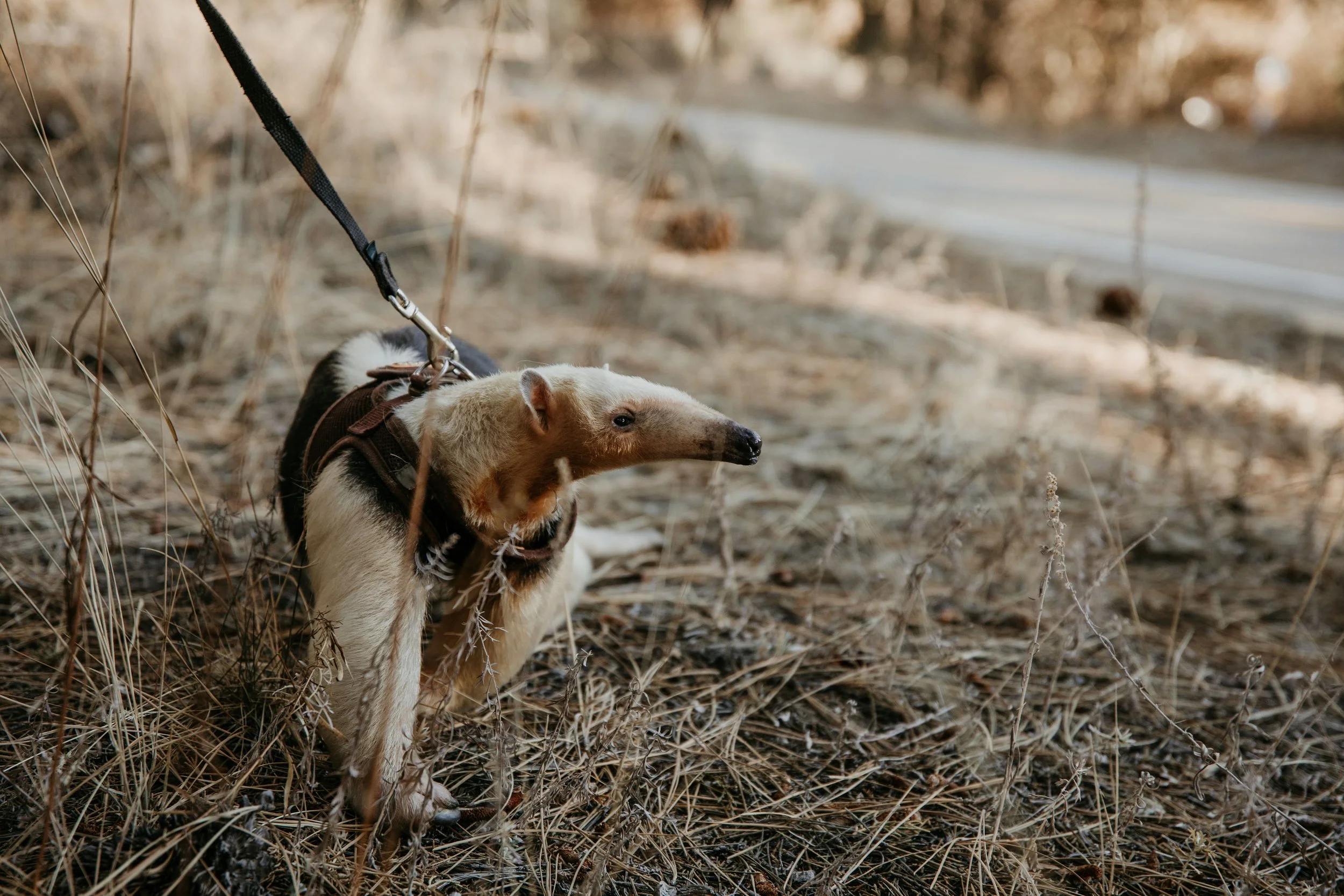 Pacific Animal Productions