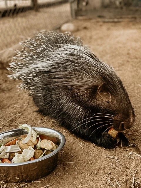 Pacific Animal Productions