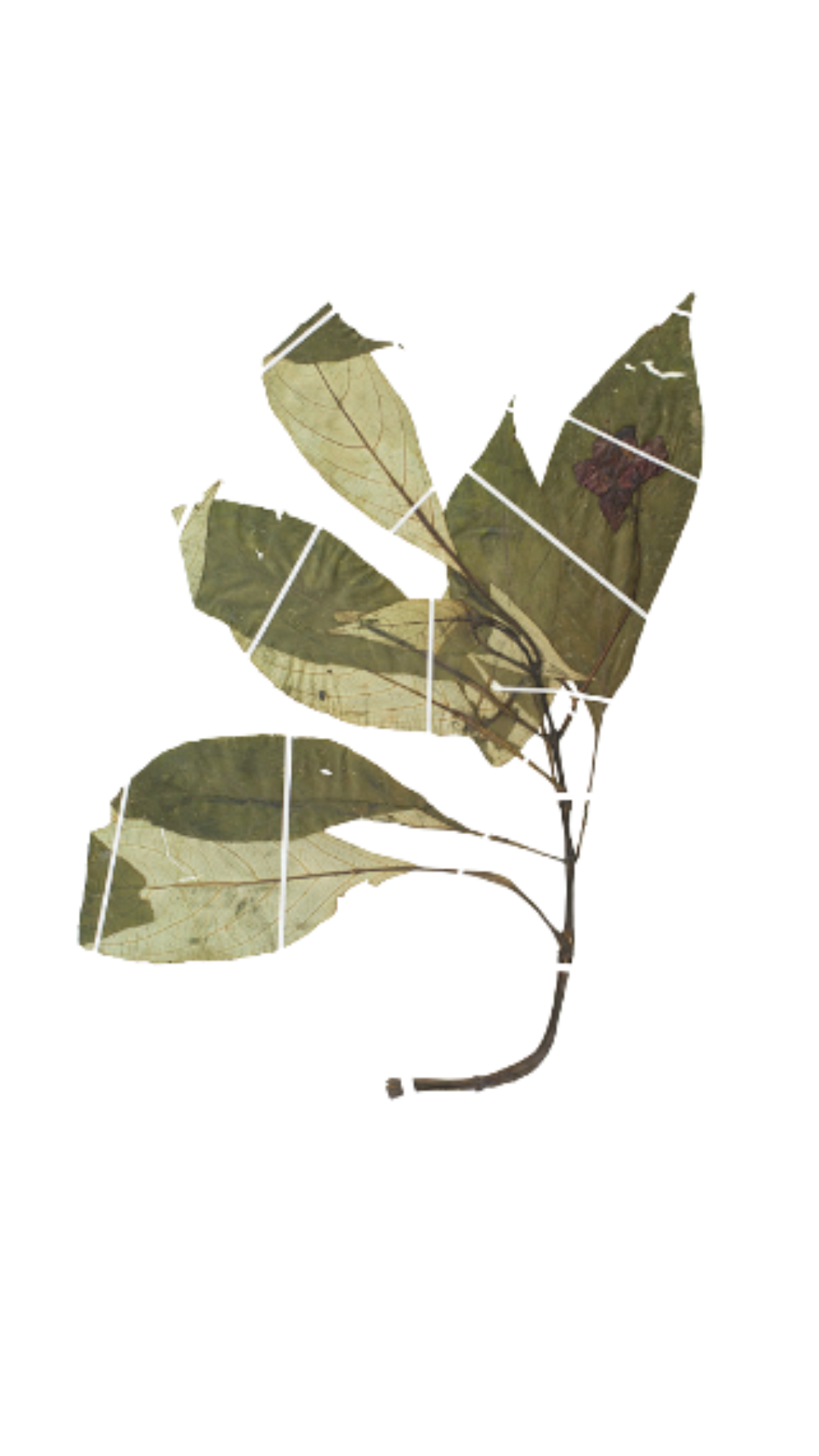 Global Aid — Opal Age Tribune